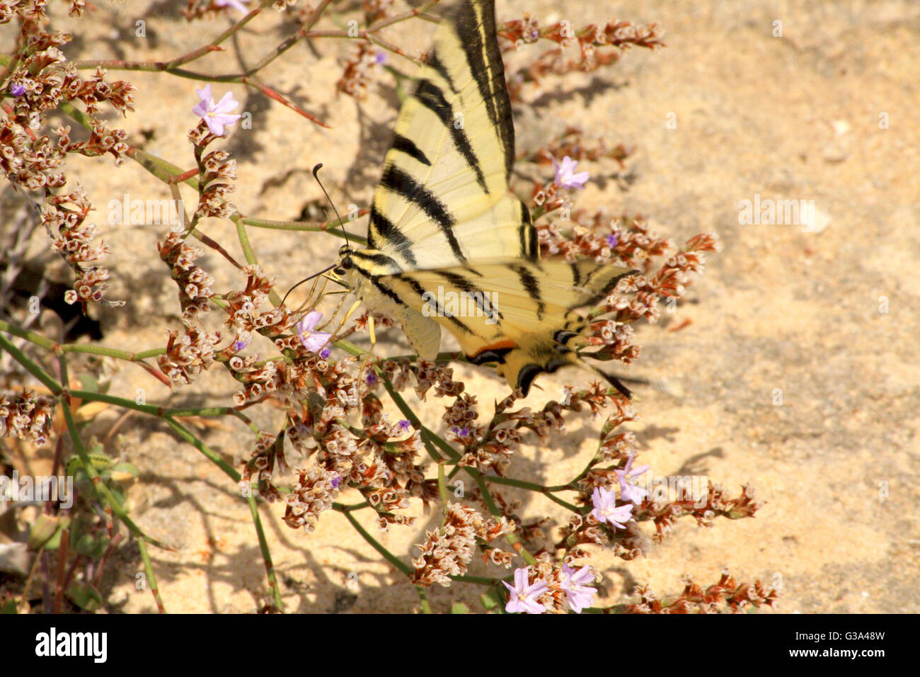 Swallowtail White Butterfly on a plant Stock Photo - Alamy