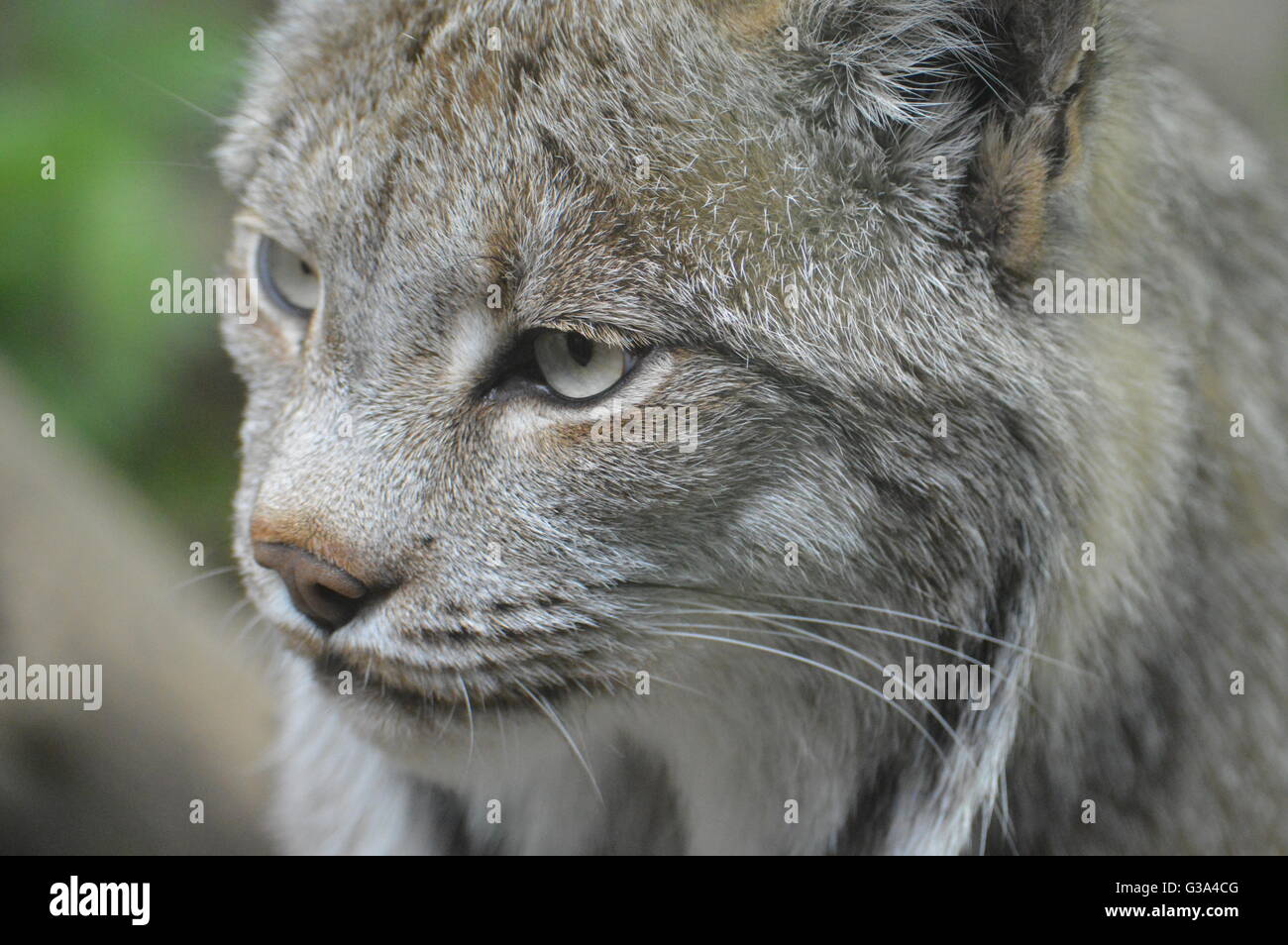Canada lynx resting hi-res stock photography and images - Alamy