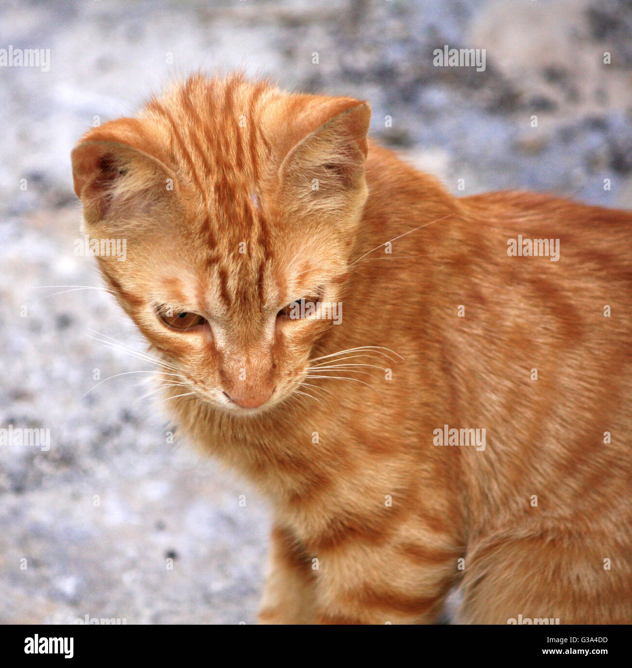 Little red stray cat in the street Stock Photo - Alamy