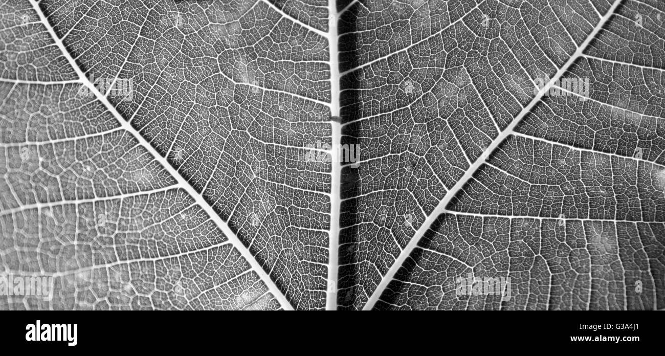 Leaf texture background Black and White Stock Photos & Images - Alamy