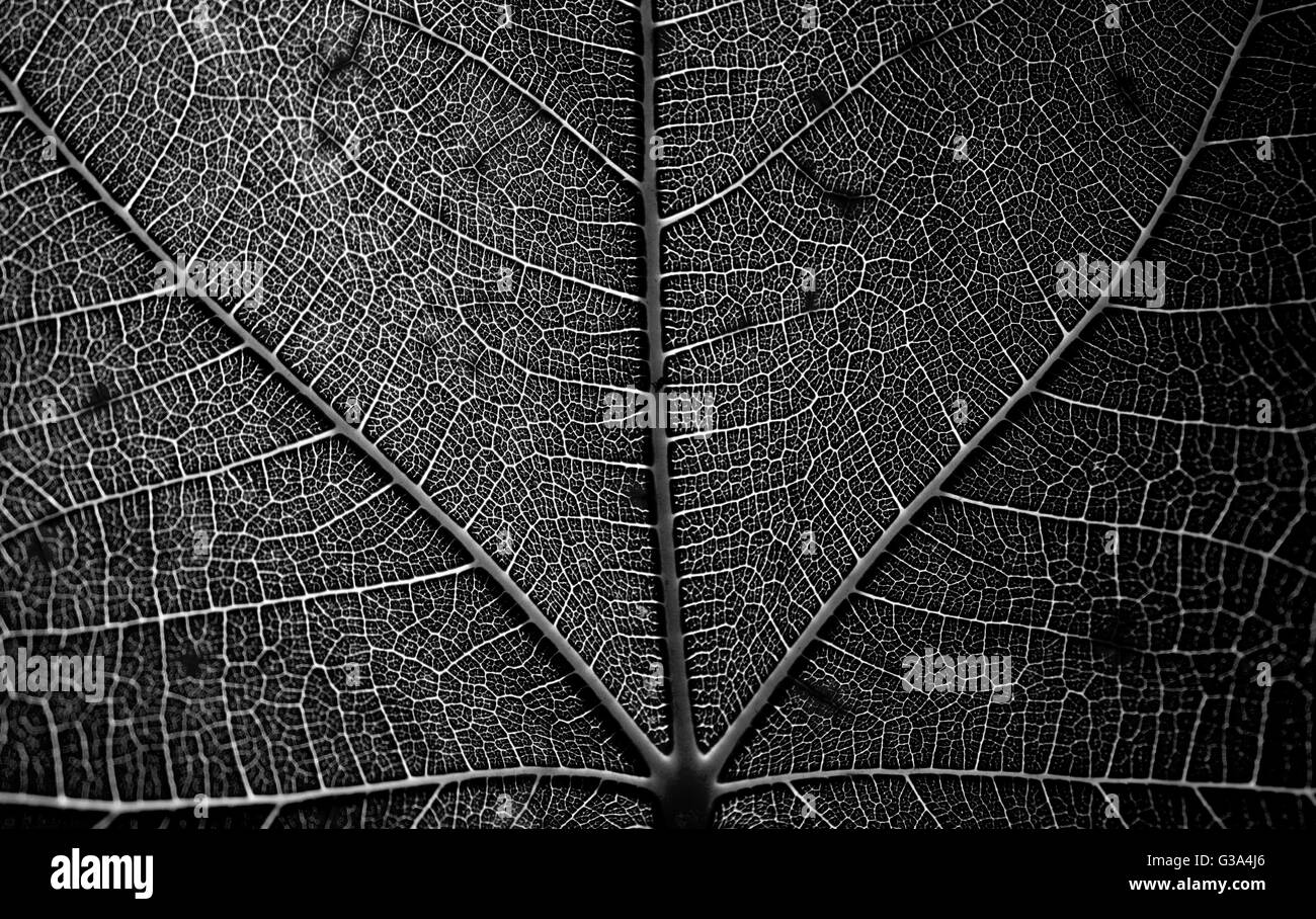 Leaf texture background Black and White Stock Photos & Images - Alamy