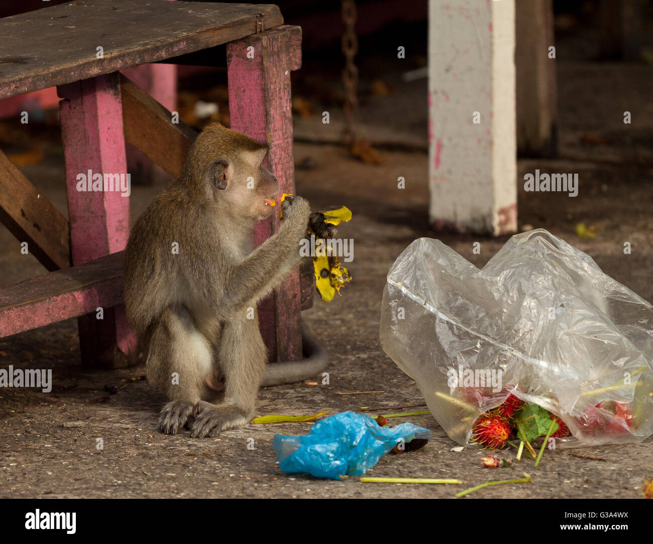 Wildlife monkey eating food from plastic bag closed to garbage, Brunei ...