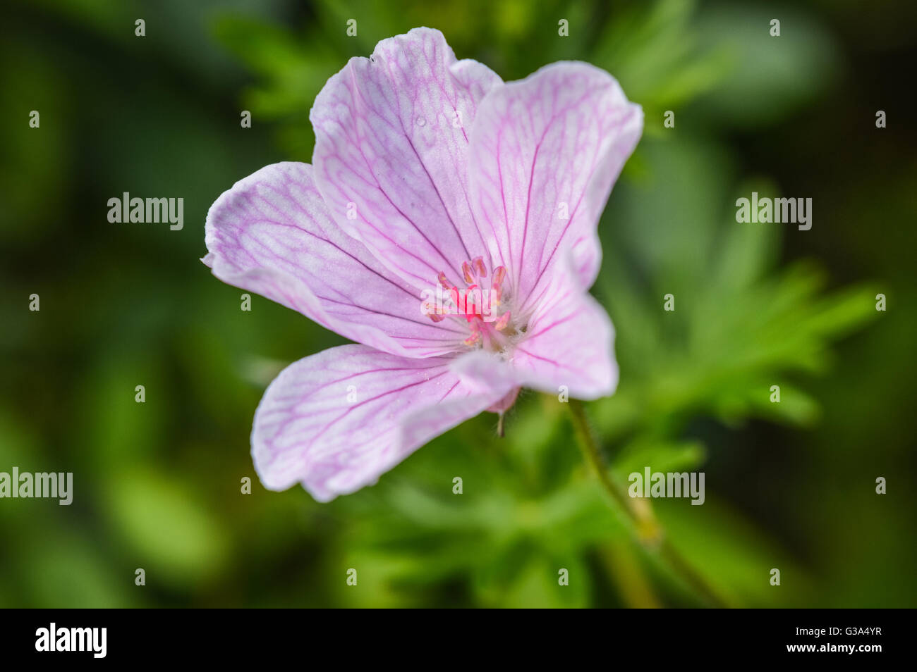 Striped geranium hi-res stock photography and images - Alamy