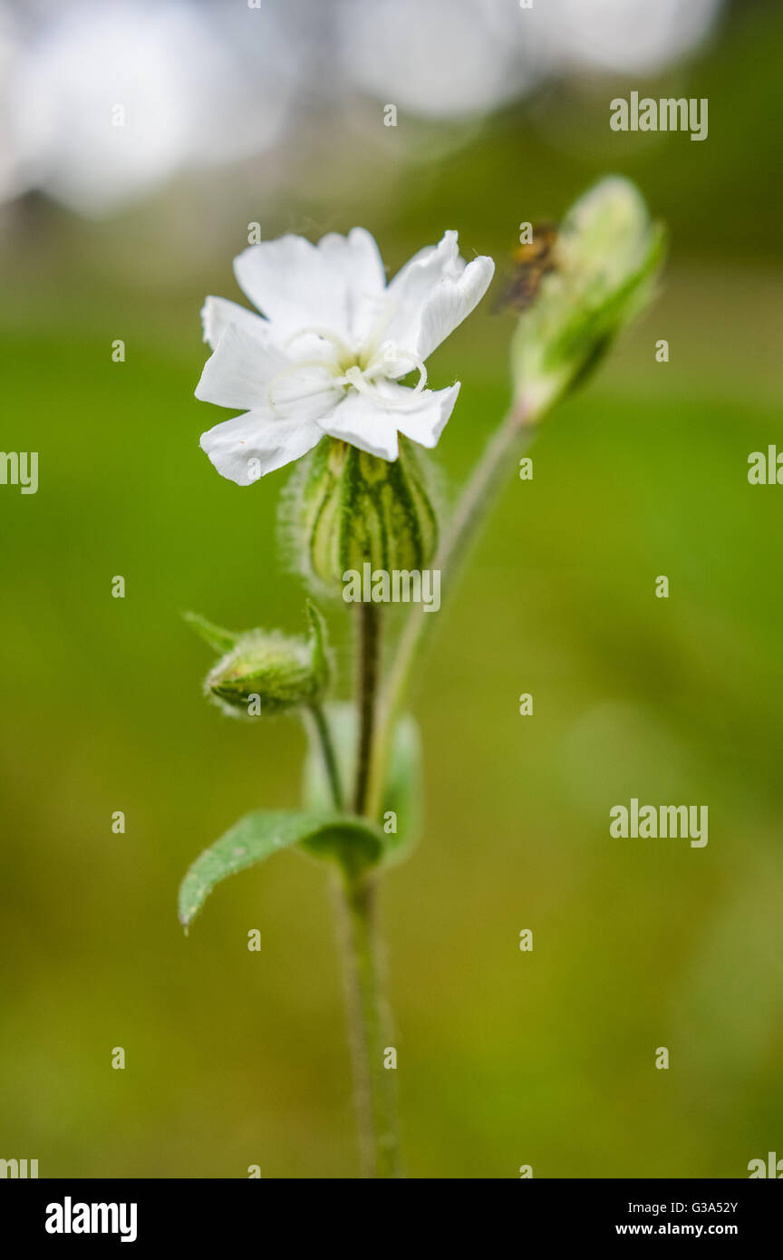 lychnis alba flower close up Stock Photo - Alamy