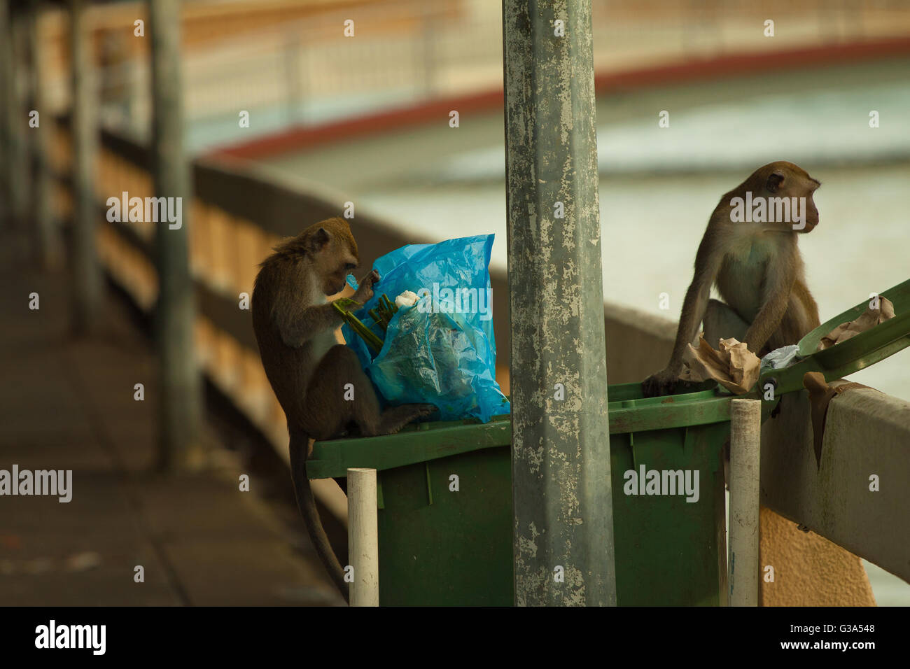 Wildlife monkey eating food from plastic bag closed to garbage, Brunei ...