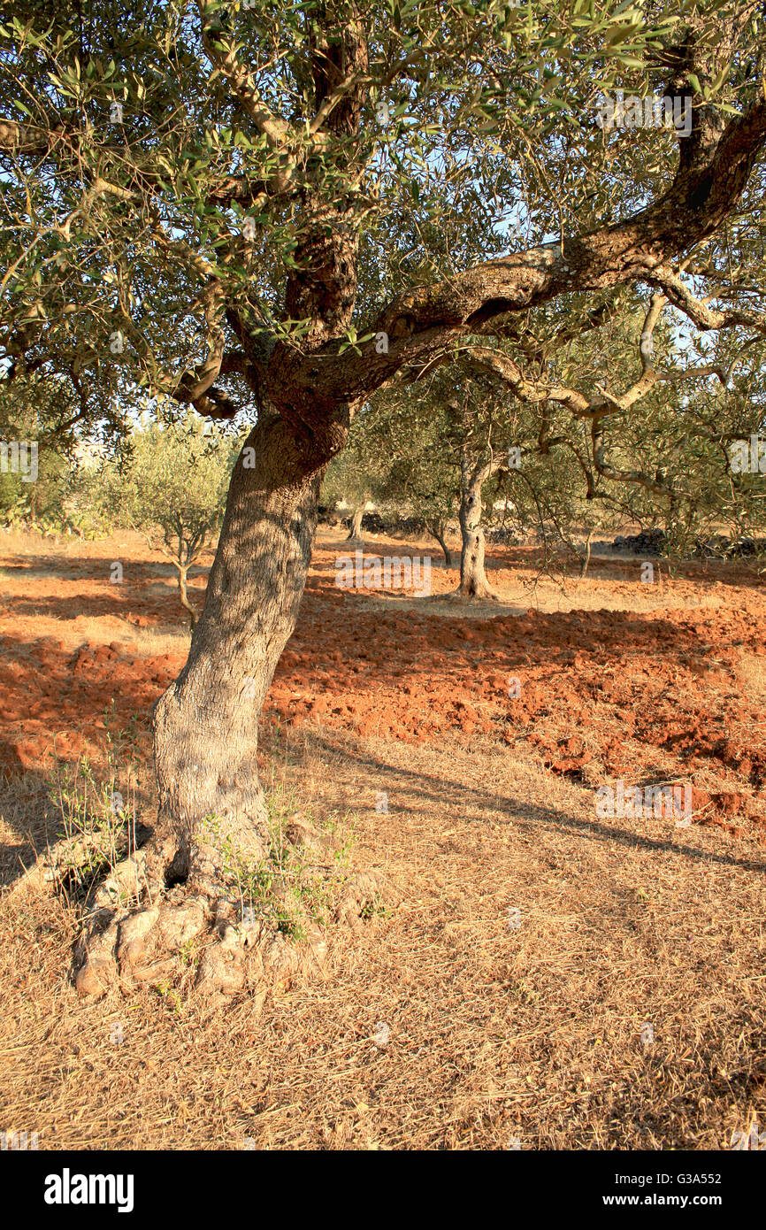Olive tree outdoor in country Stock Photo - Alamy