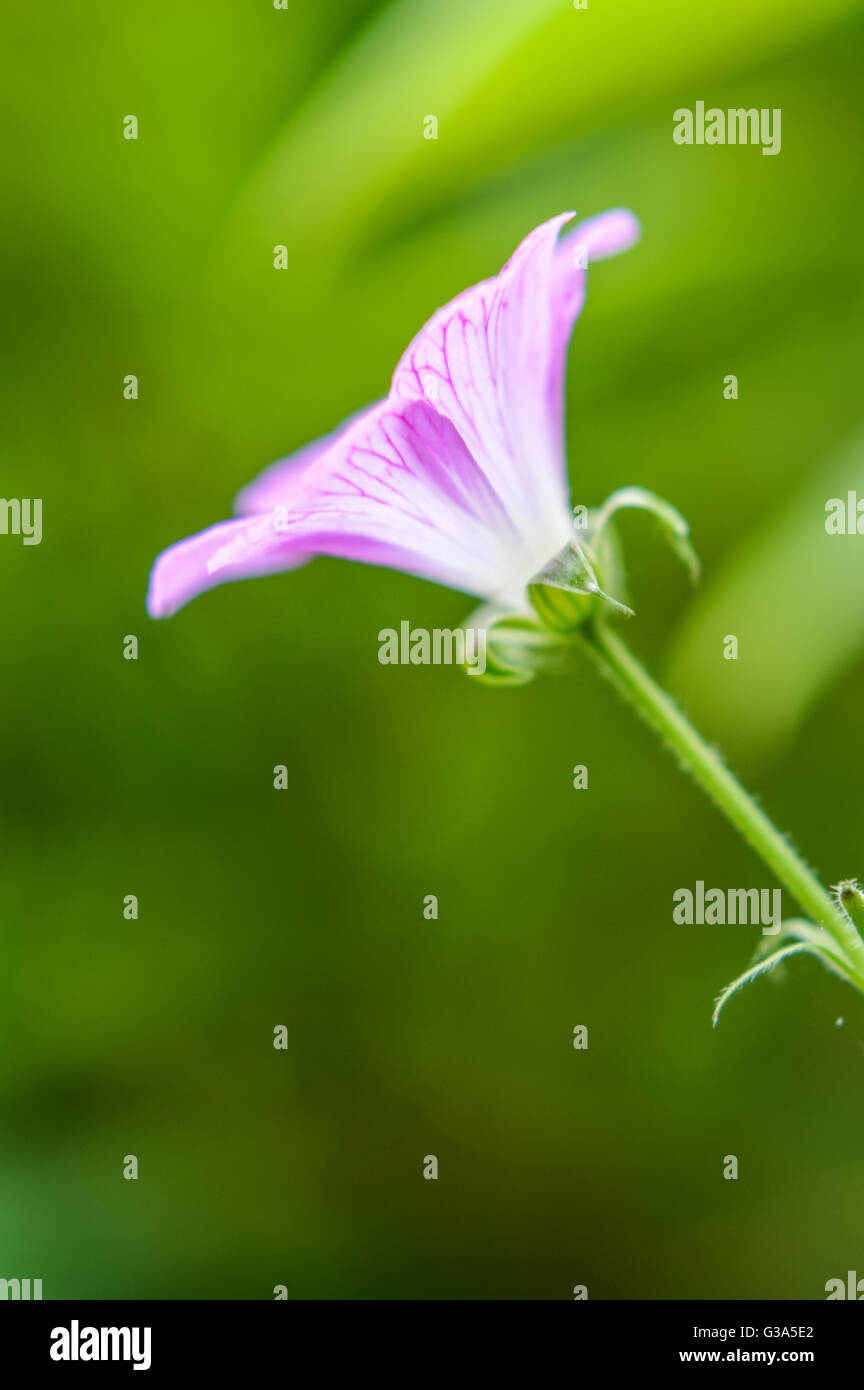 white and purple wild geranium flowerhead profile Stock Photo - Alamy