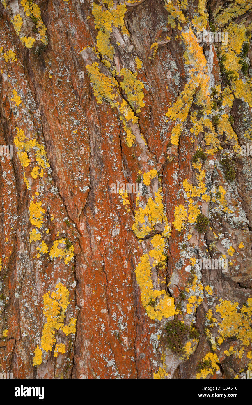 Rust-colored bark with yellow lichen Stock Photo - Alamy