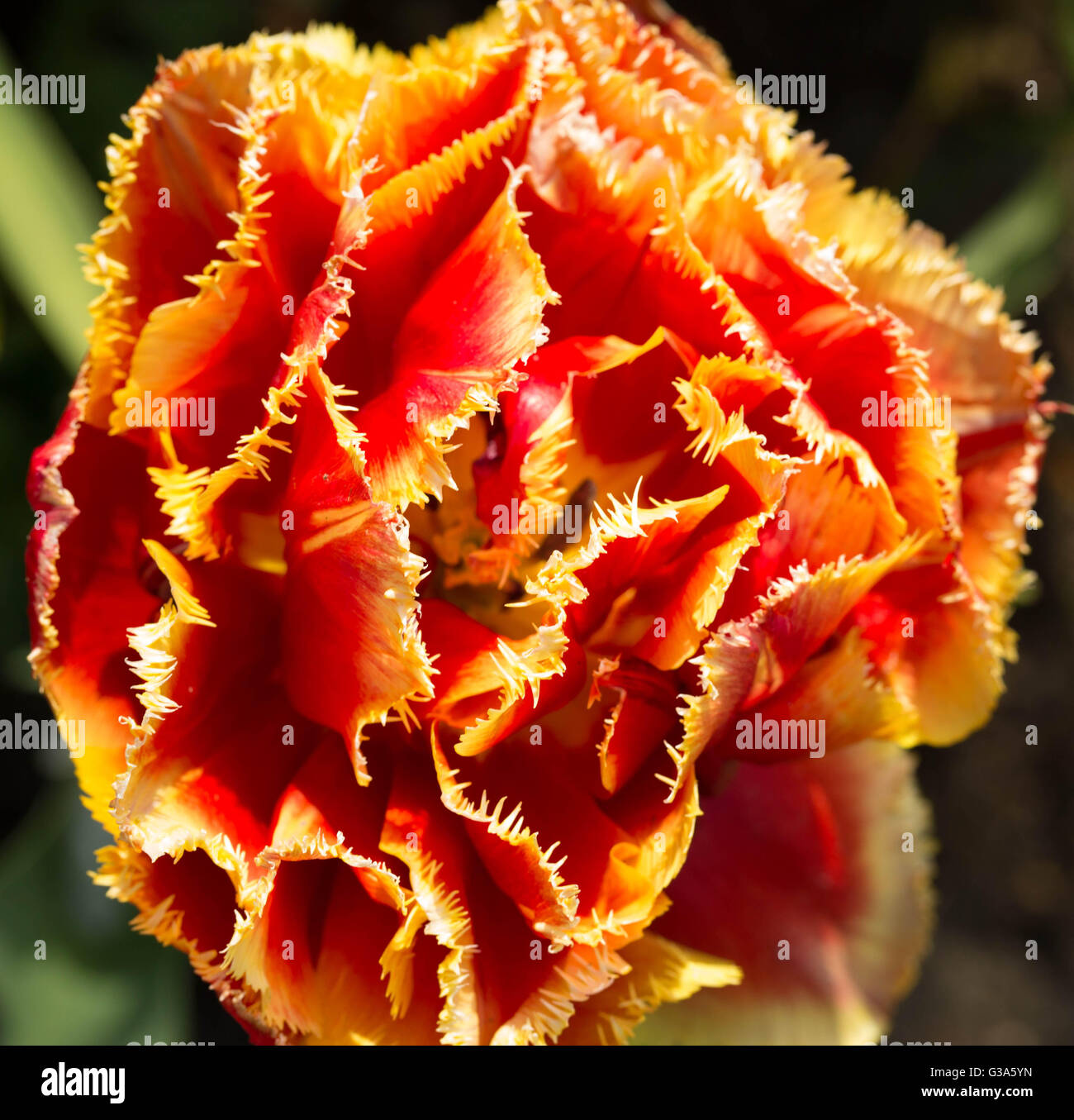 Two colored tulip hi-res stock photography and images - Alamy