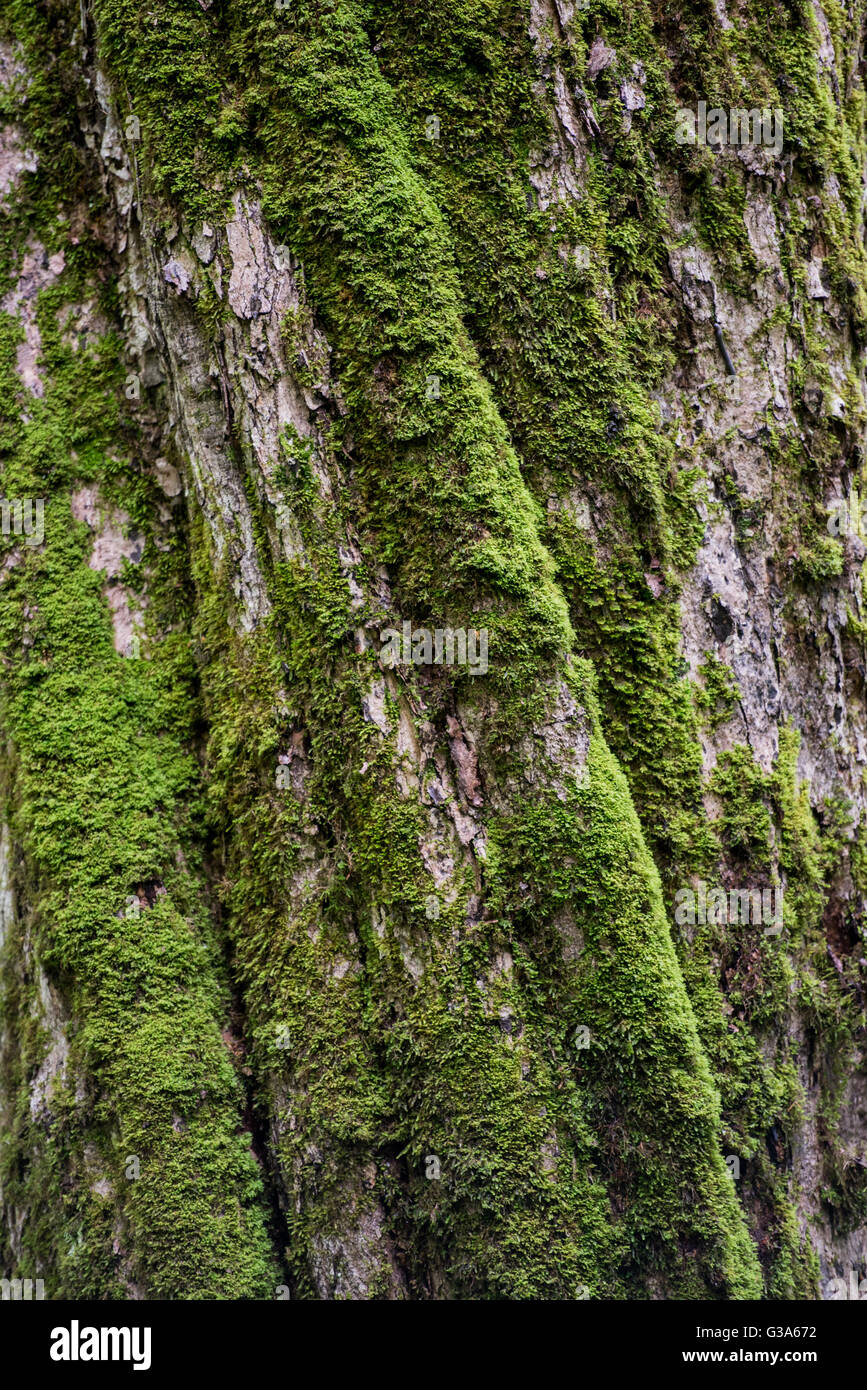 Twisted bark hi-res stock photography and images - Alamy