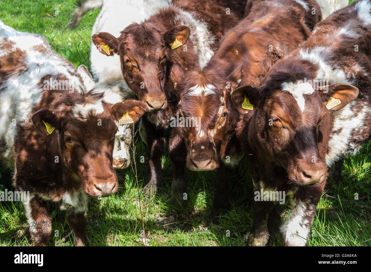 White faced cows hi-res stock photography and images - Alamy