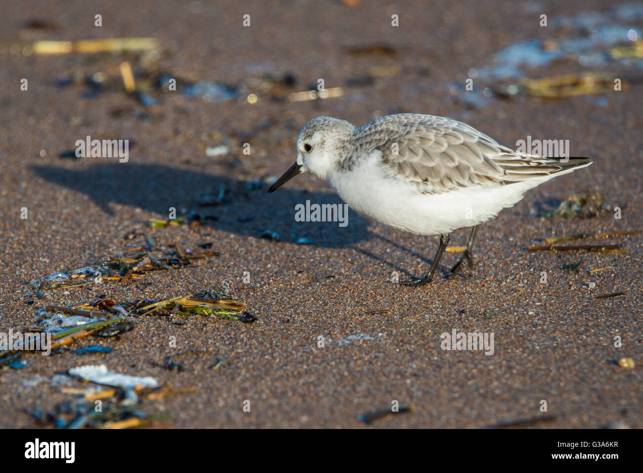 Sanderling on the beach Stock Photo - Alamy