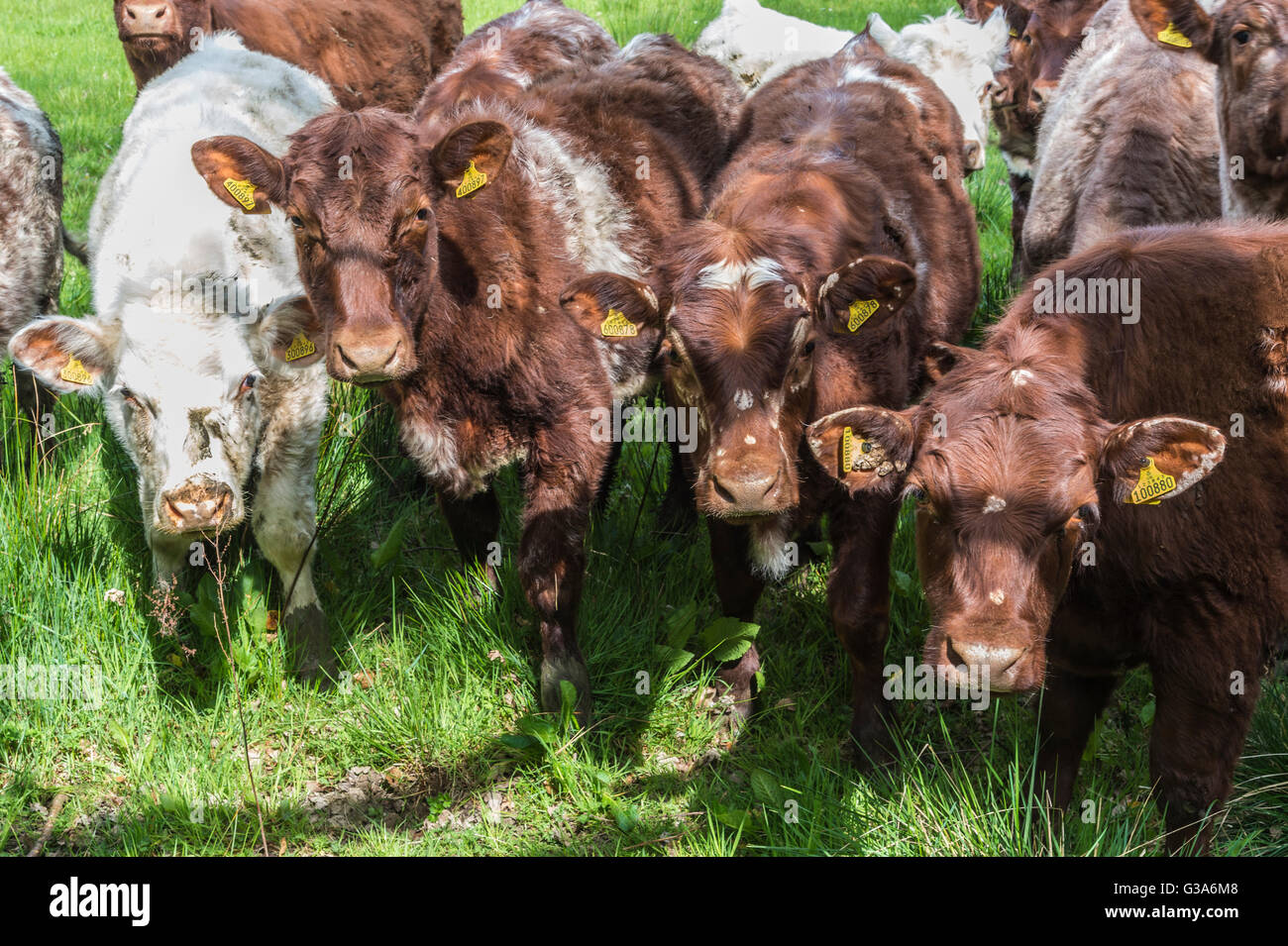 Group of Hereford brown-white faced cows Stock Photo - Alamy
