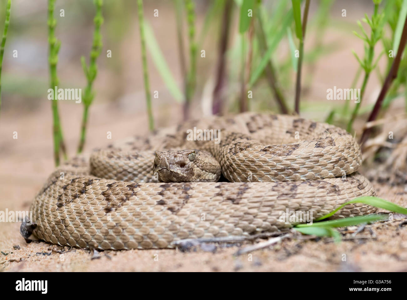 Western Rattlesnake in the Deep Creek Wilderness Study Area in Southern ...