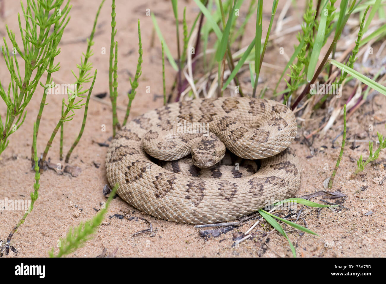 Rattlesnake creek washington hi-res stock photography and images - Alamy