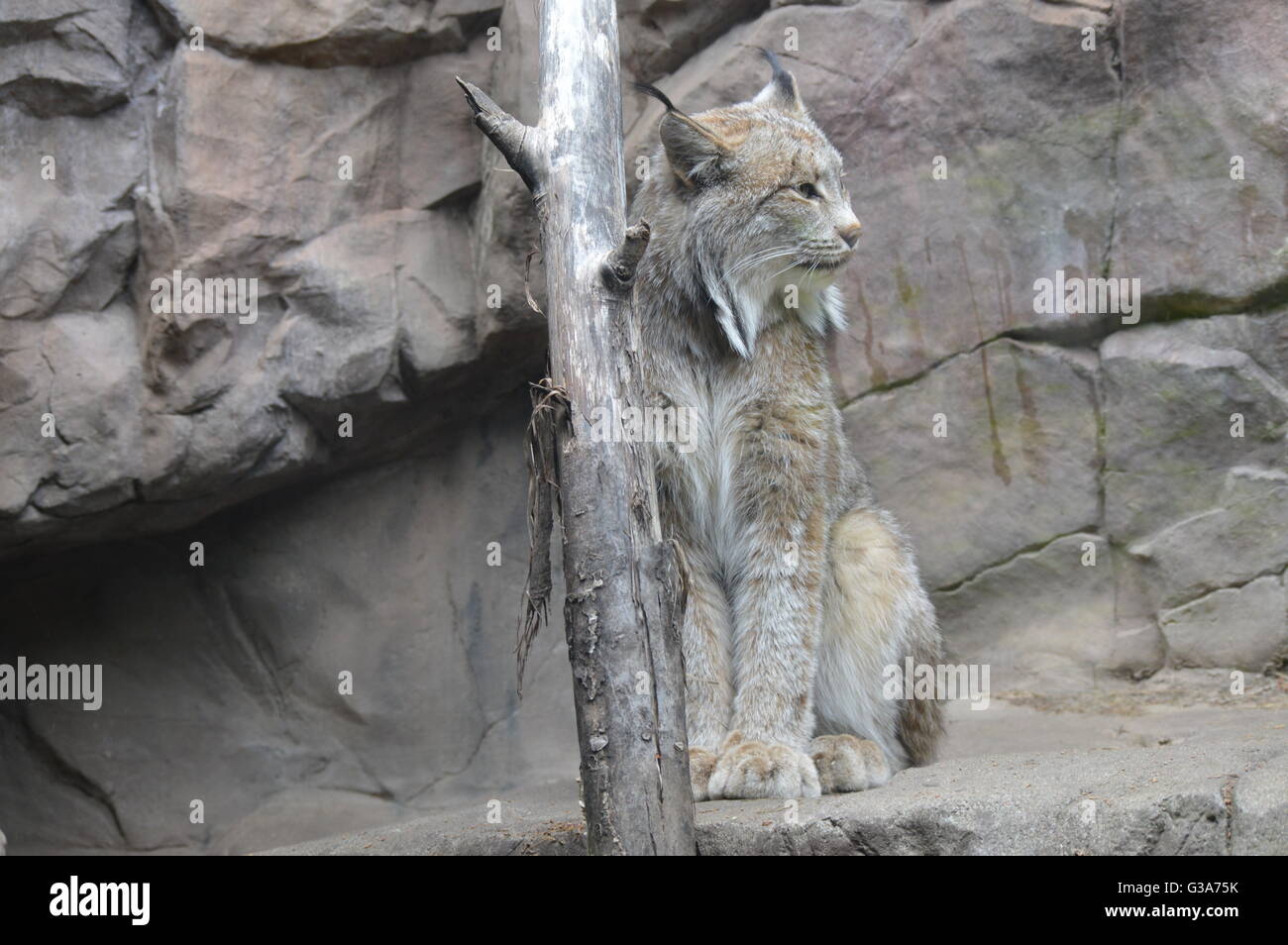 Canada lynx resting hi-res stock photography and images - Alamy