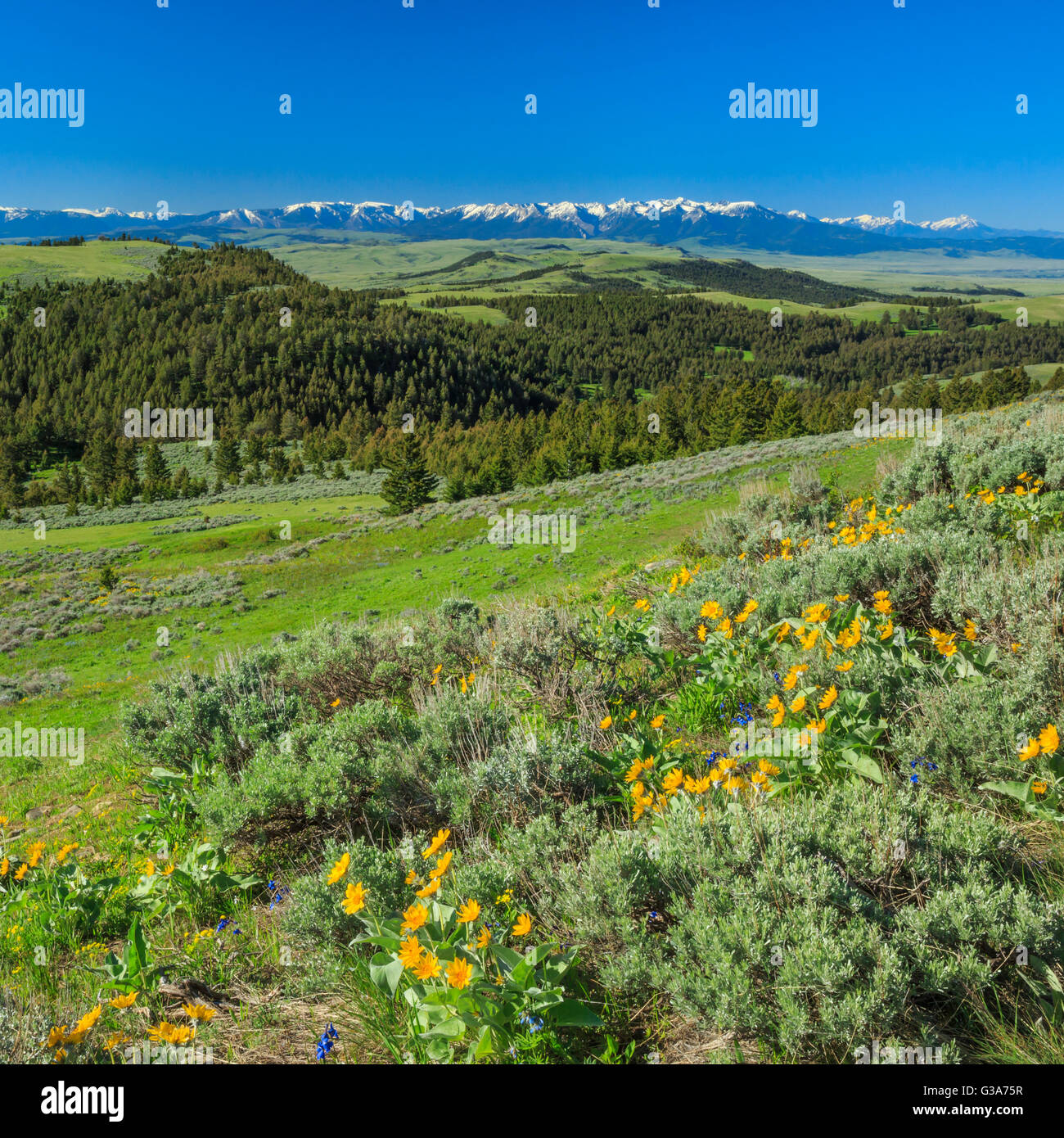 absaroka range and wildflowers viewed from hill above the yellowstone ...