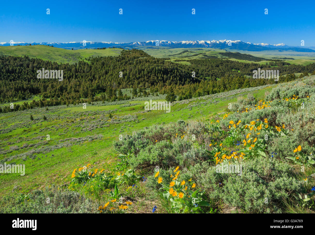 absaroka range and wildflowers viewed from hill above the yellowstone ...