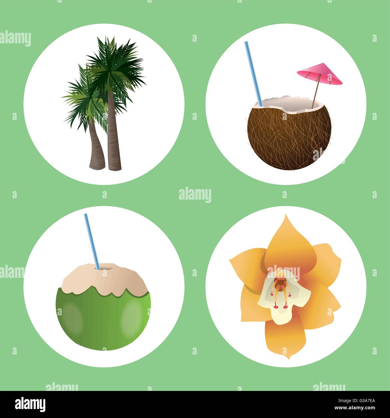 Coconut palm detail Stock Vector Images - Alamy