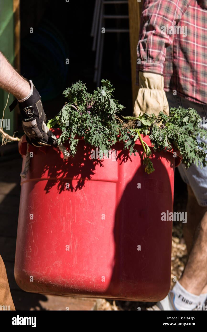 Two men carrying garden waste (kale), readying to cut it into small ...