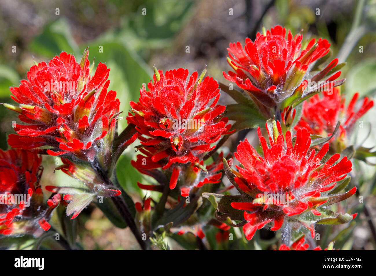 Red indian paintbrush hi-res stock photography and images - Alamy