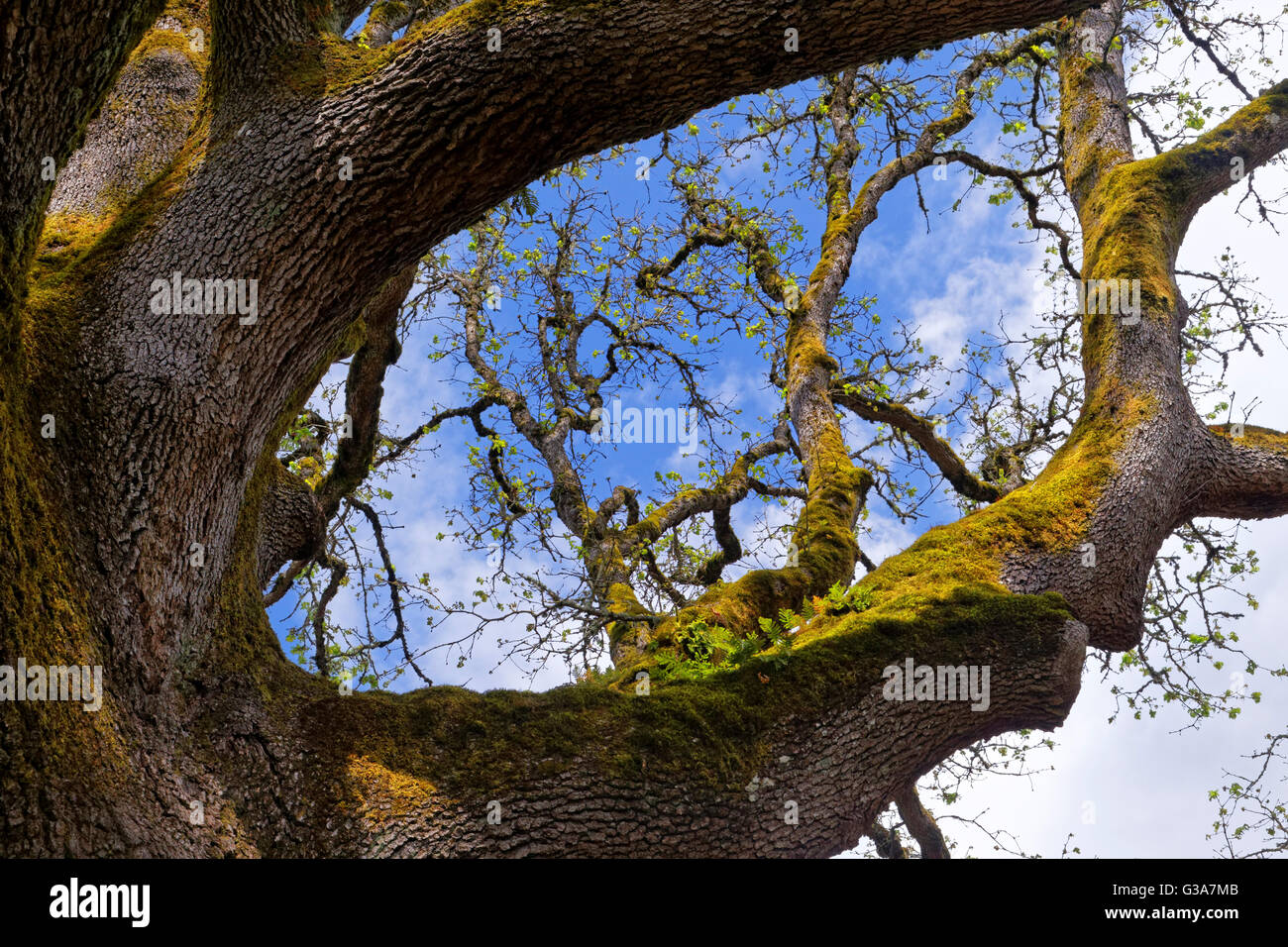 42,123.08502 view through massive tree limbs of a century + 100 year ...