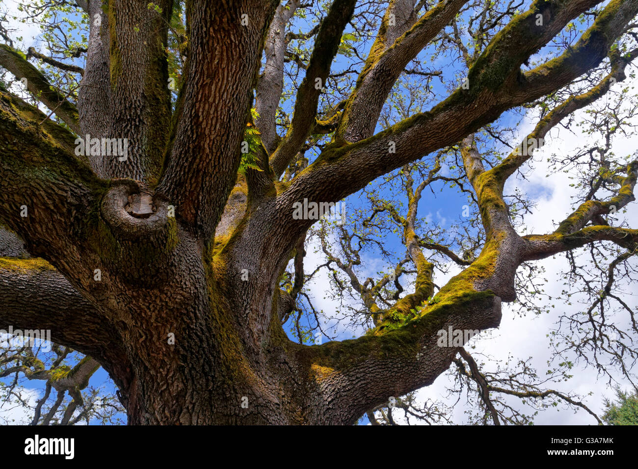42,123.08504 massive large tree limbs of old Oregon White Oak tree ...