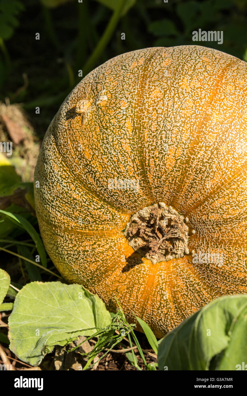 Washington pumpkin hi-res stock photography and images - Alamy
