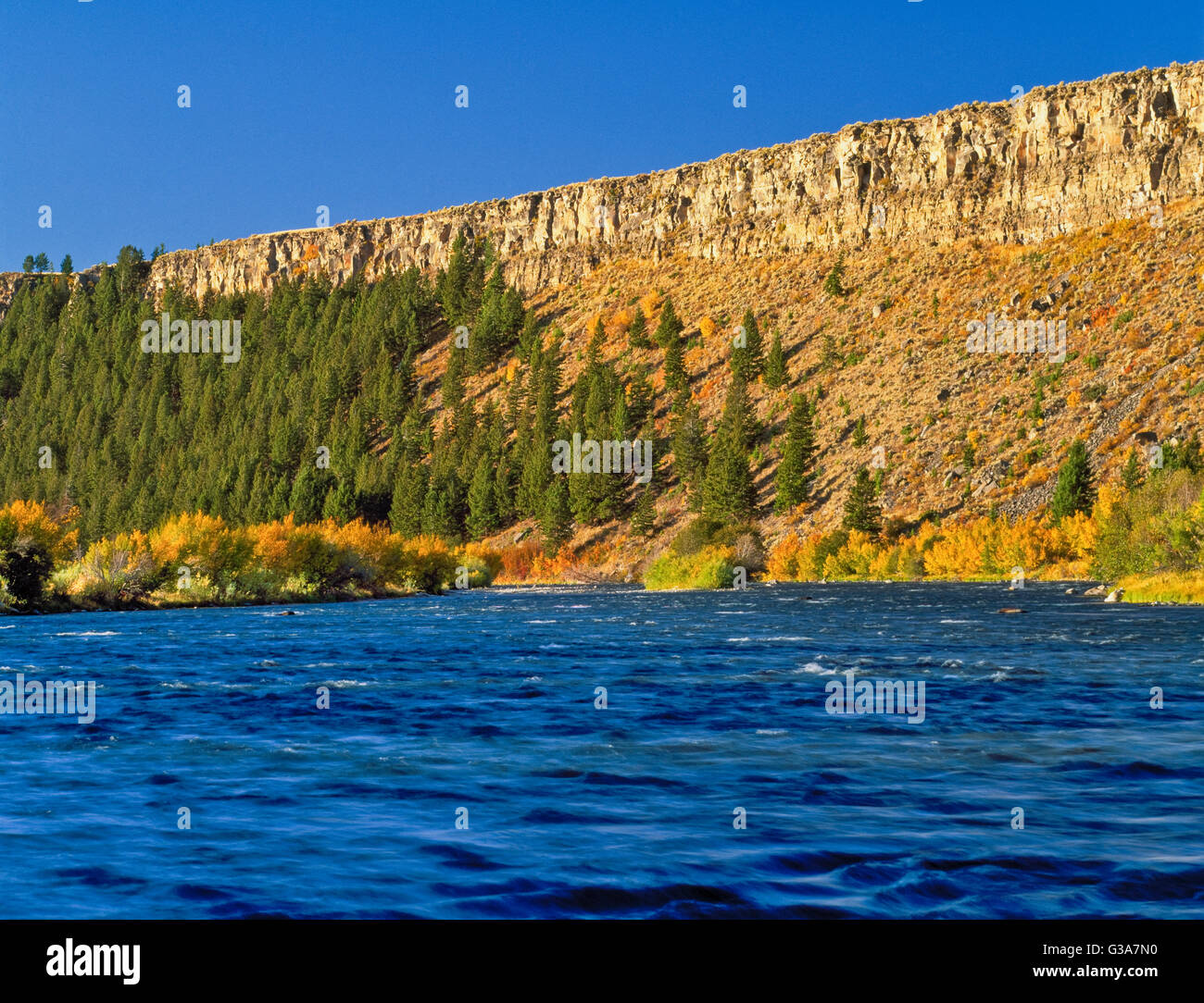 fall colors along the madison river below the palisades near cameron ...