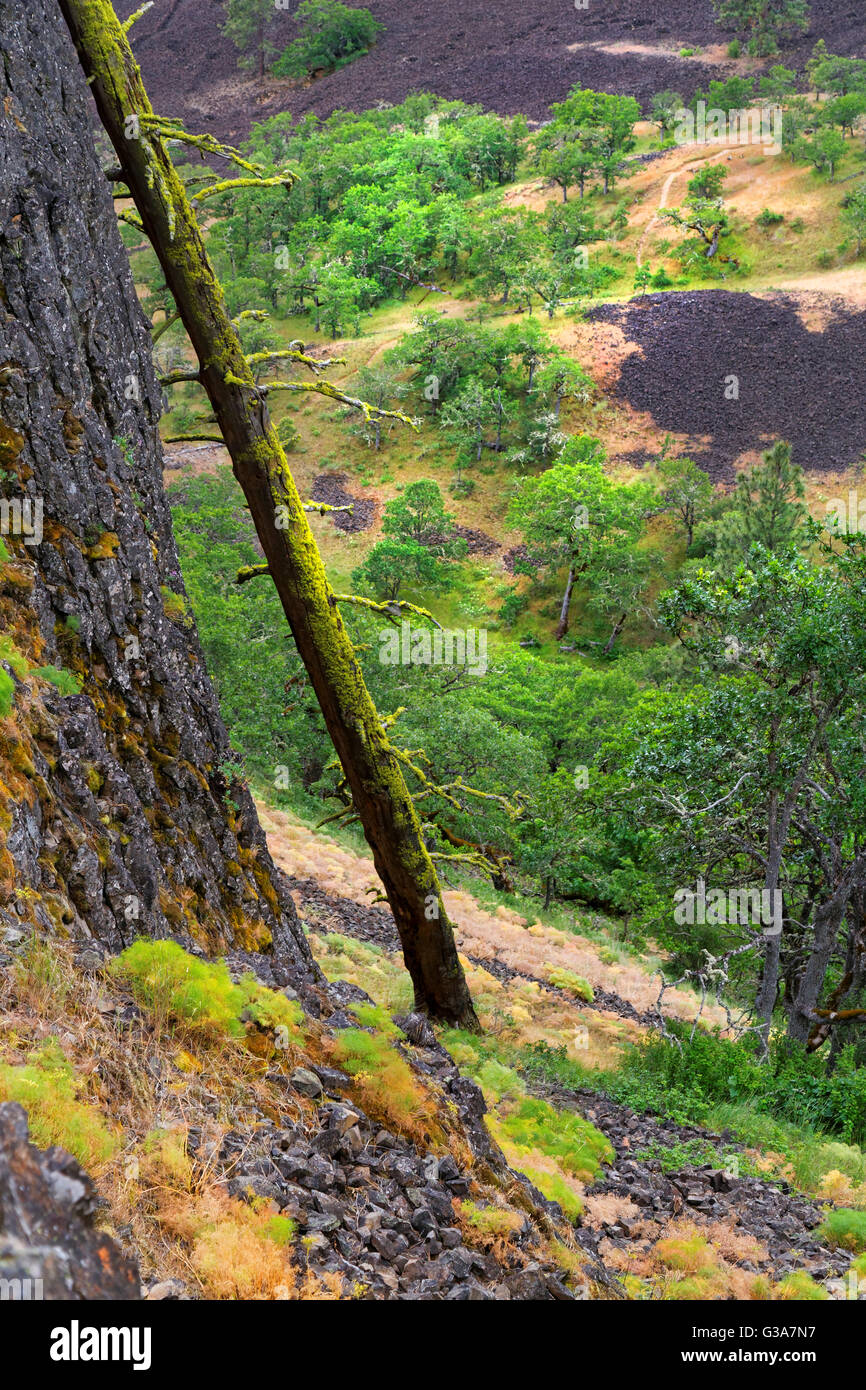 42,136.08855 branchless dead tree below & leaning on rock cliff ...