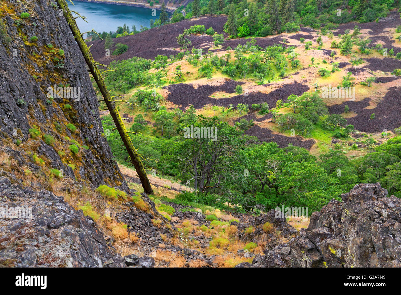 Branchless dead tree hi-res stock photography and images - Alamy