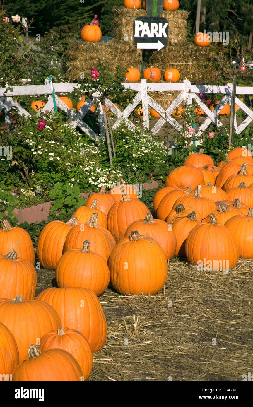 Pumpkin patch and white wood fence near Half Moon Bay, California, USA ...