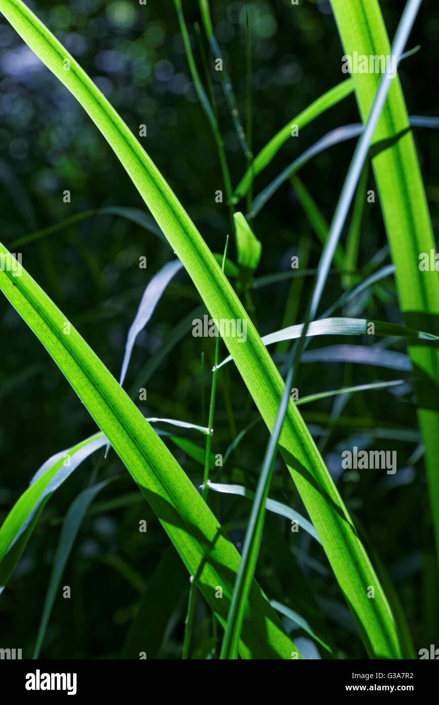 Tall pacific northwest grass hi-res stock photography and images - Alamy