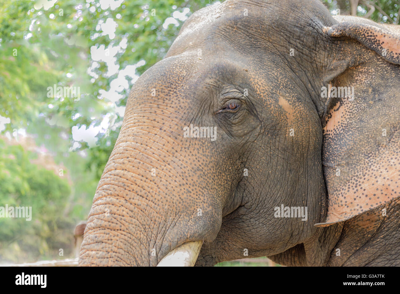 elephant head close up with rought skin surface Stock Photo - Alamy