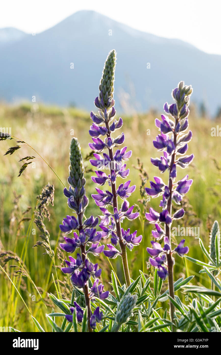 Lupine in bloom in Oregon's Wallowa Valley Stock Photo - Alamy
