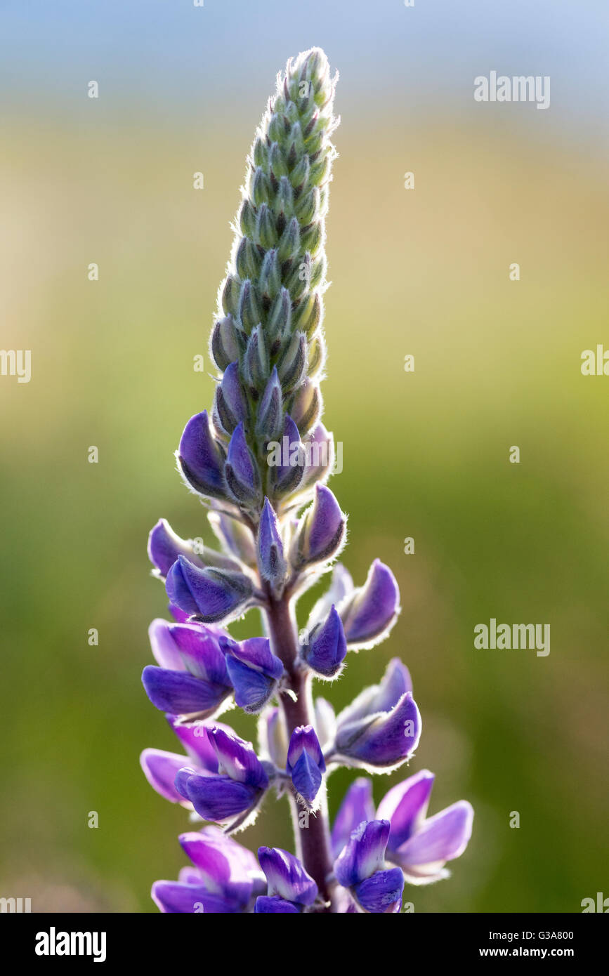 Lupine wildflower hi-res stock photography and images - Alamy