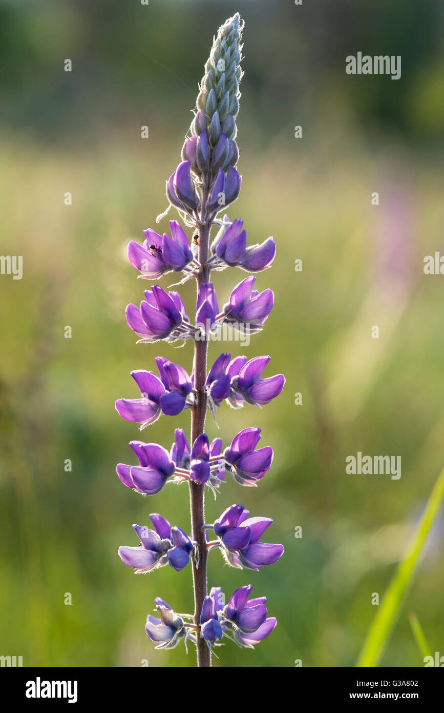 Lupine in bloom in Oregon's Wallowa Valley Stock Photo - Alamy
