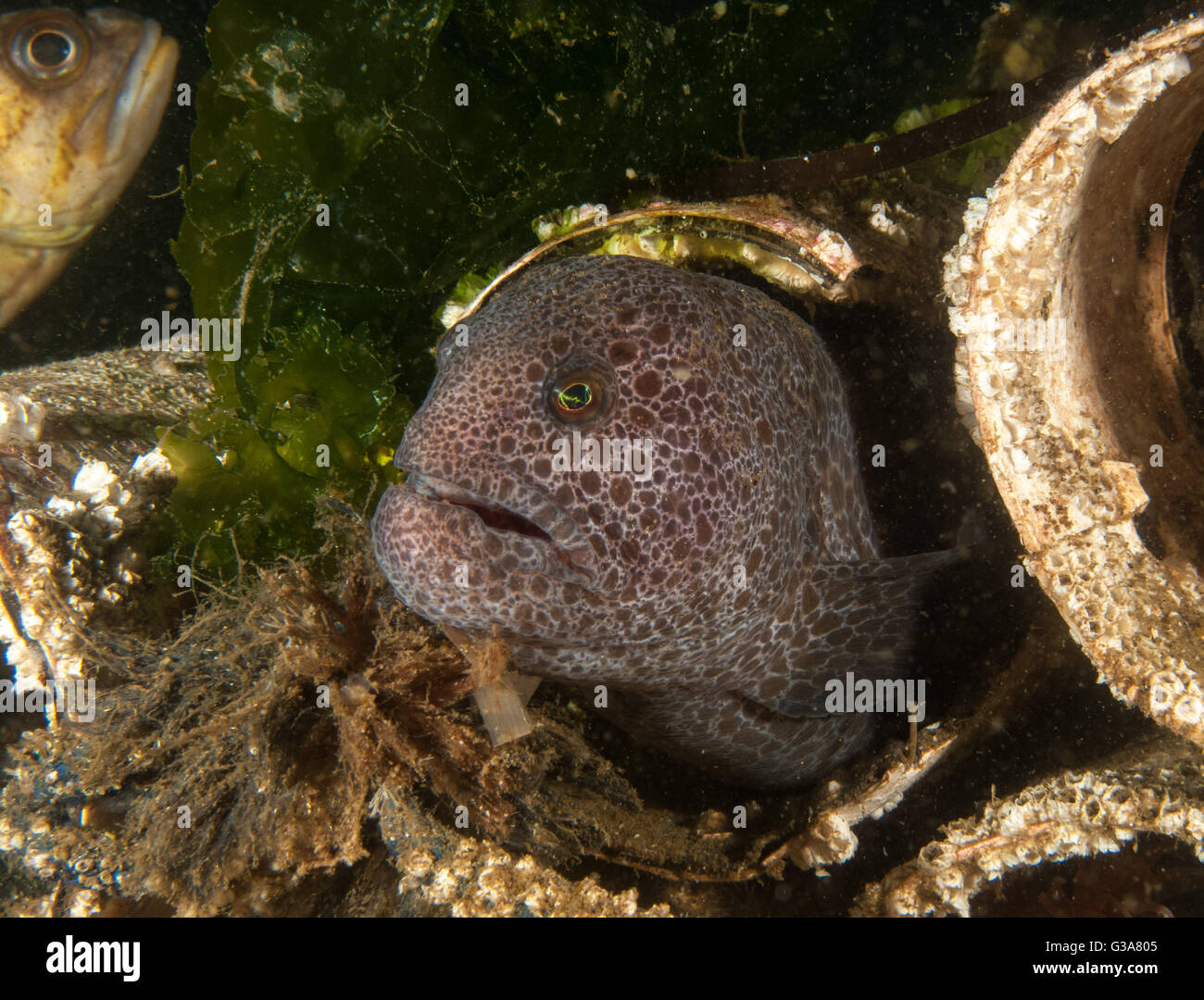 Wolf eel hi-res stock photography and images - Alamy