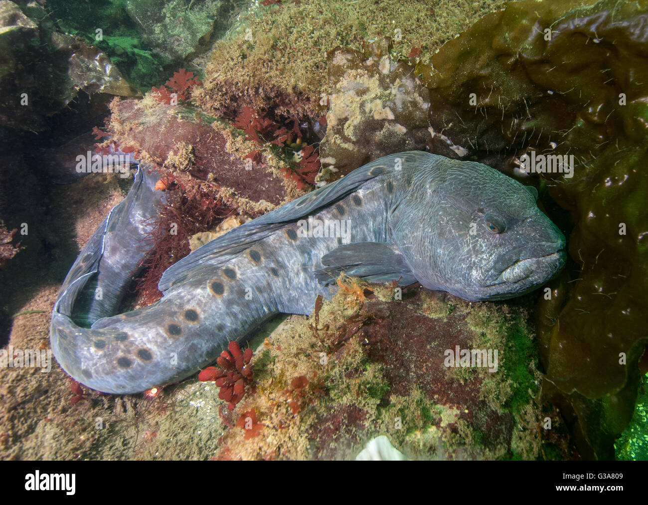 Anarrhichthys ocellatus hi-res stock photography and images - Alamy