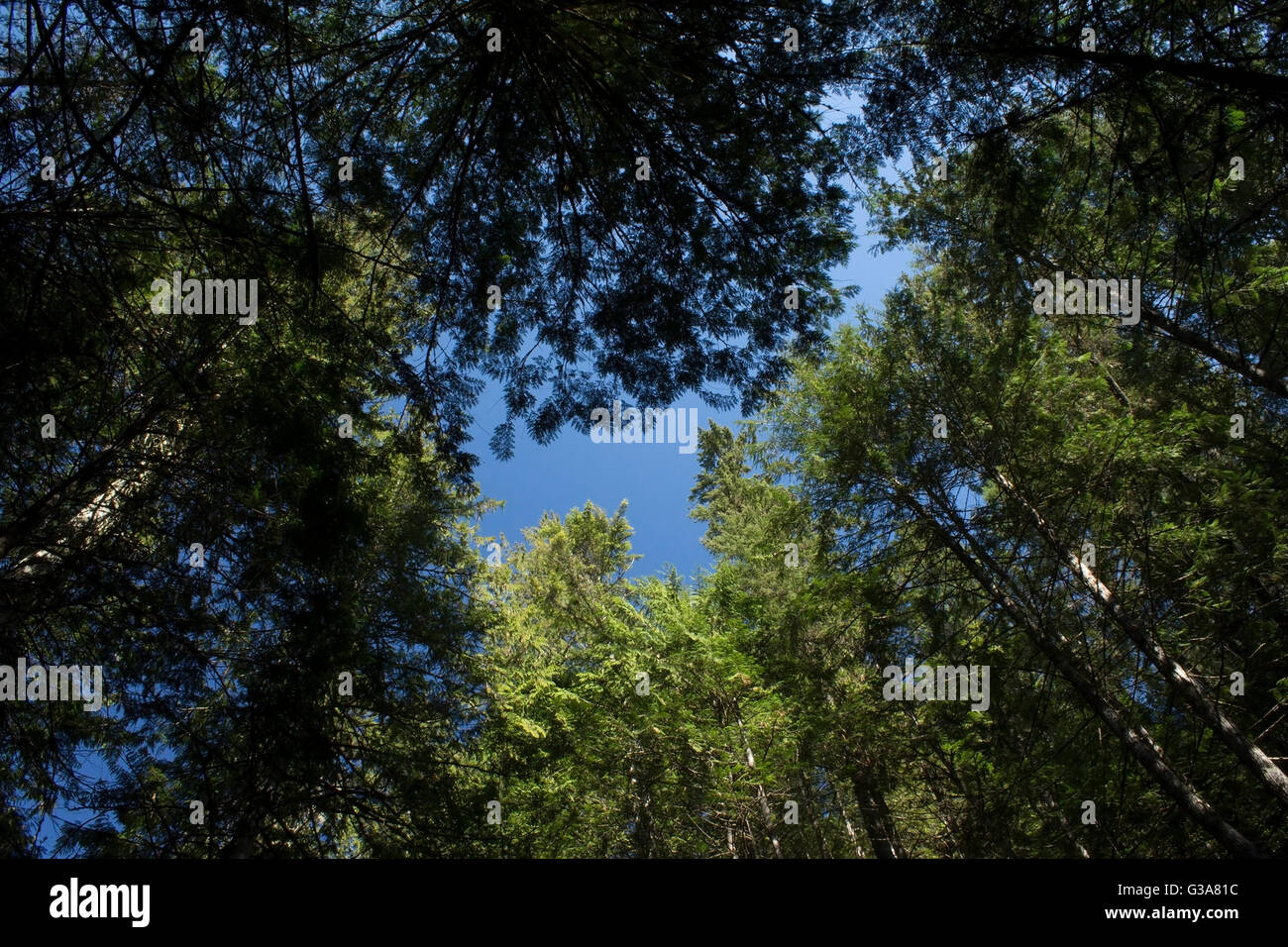 Forest canopy overhead Stock Photo - Alamy