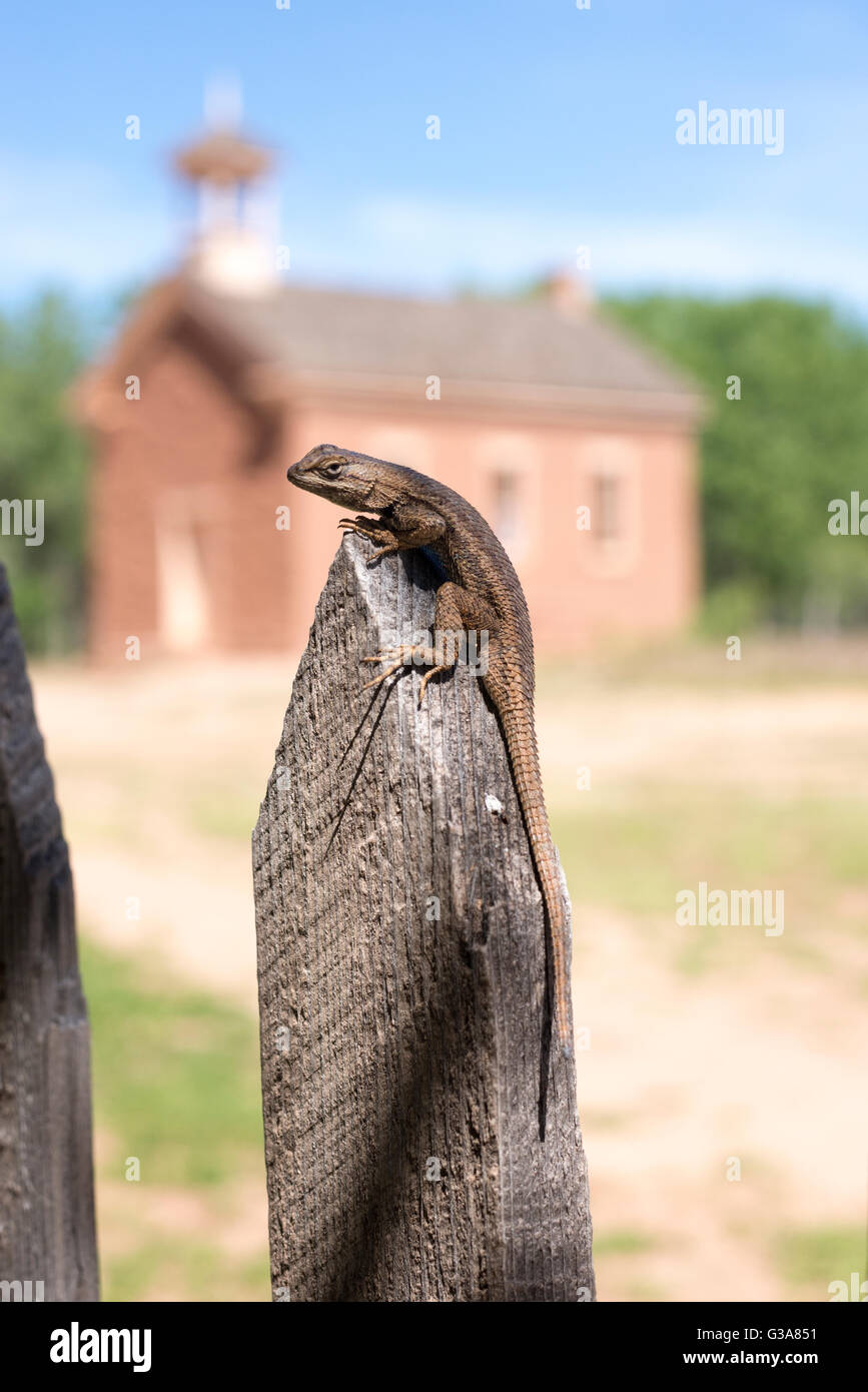 Ghost lizard hi-res stock photography and images - Alamy