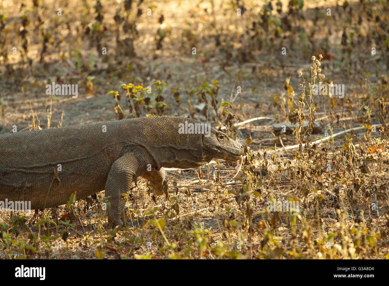 Komodo Dragon, the largest lizard in the world Stock Photo - Alamy