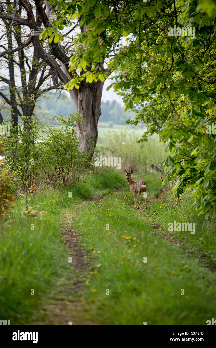 Roe trees hi-res stock photography and images - Alamy