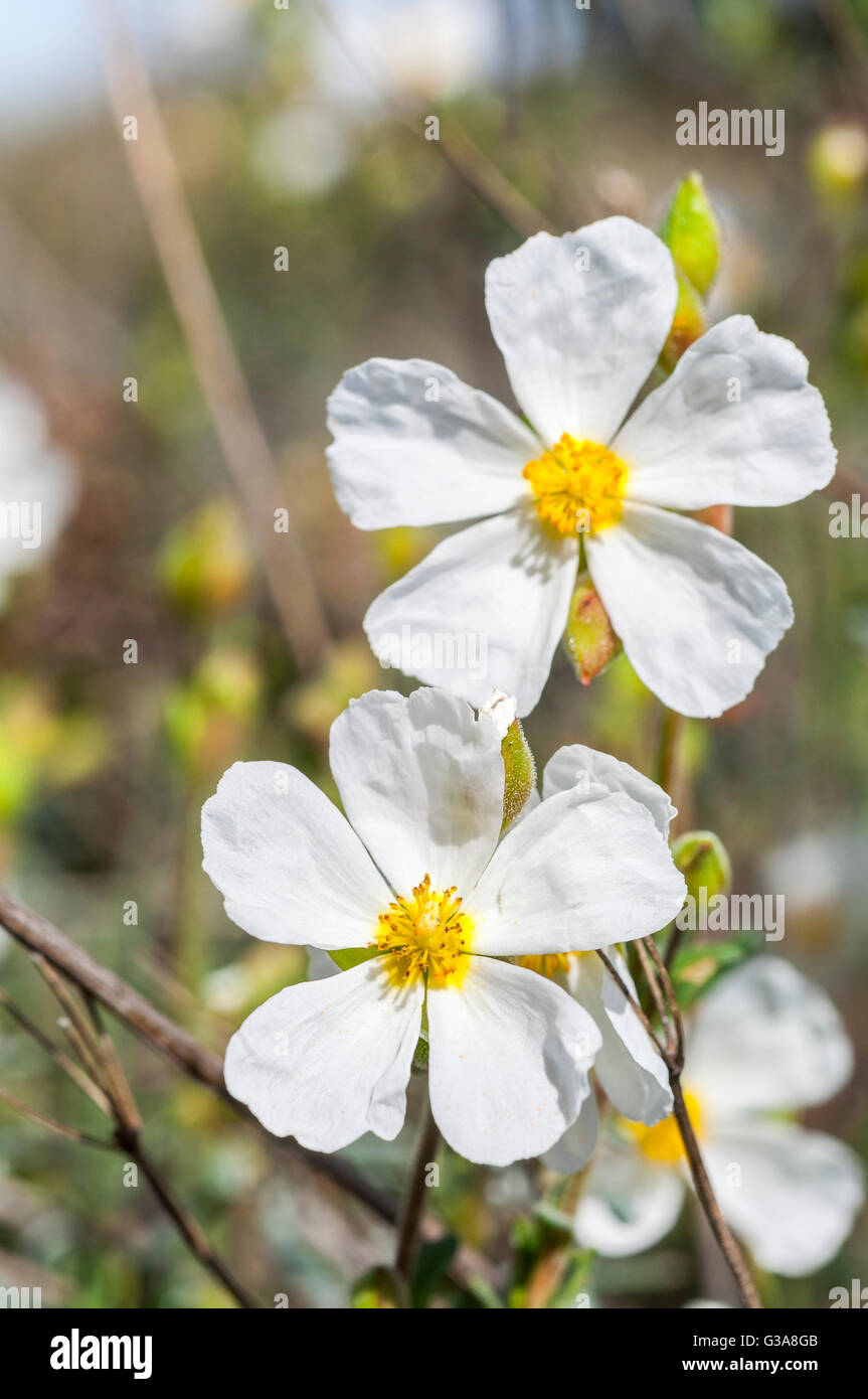 Flowers of the rockrose Halimium umbellatum. Photo taken in Toledo ...