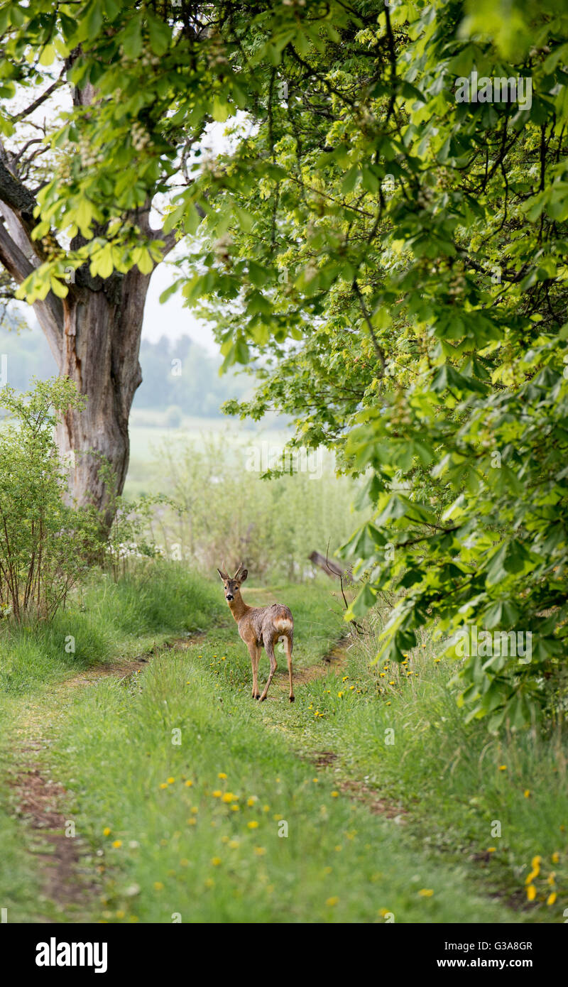 Roe deer spring hi-res stock photography and images - Alamy