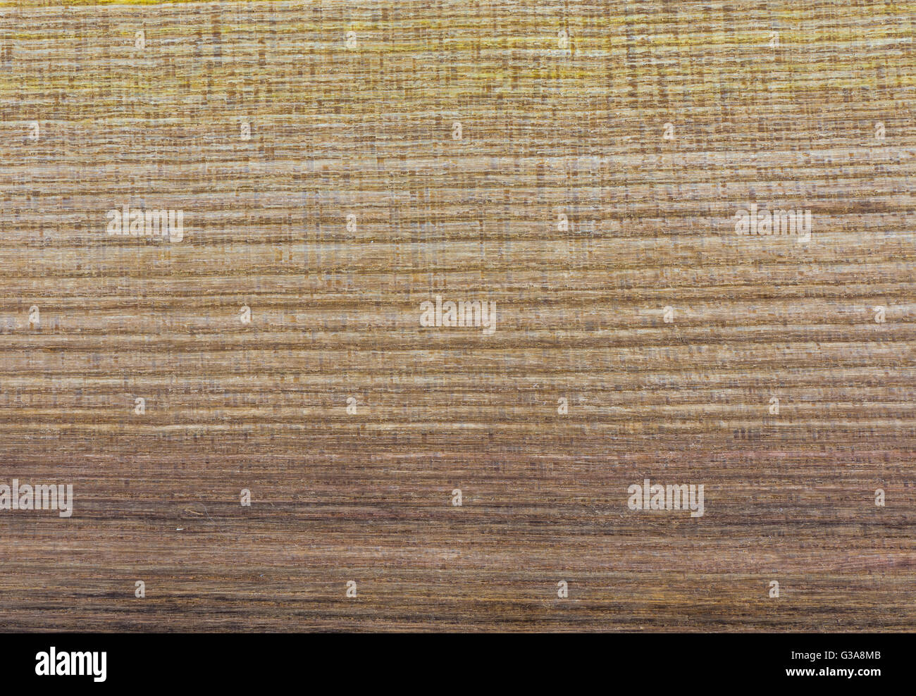 Black locust tree branch hi-res stock photography and images - Alamy