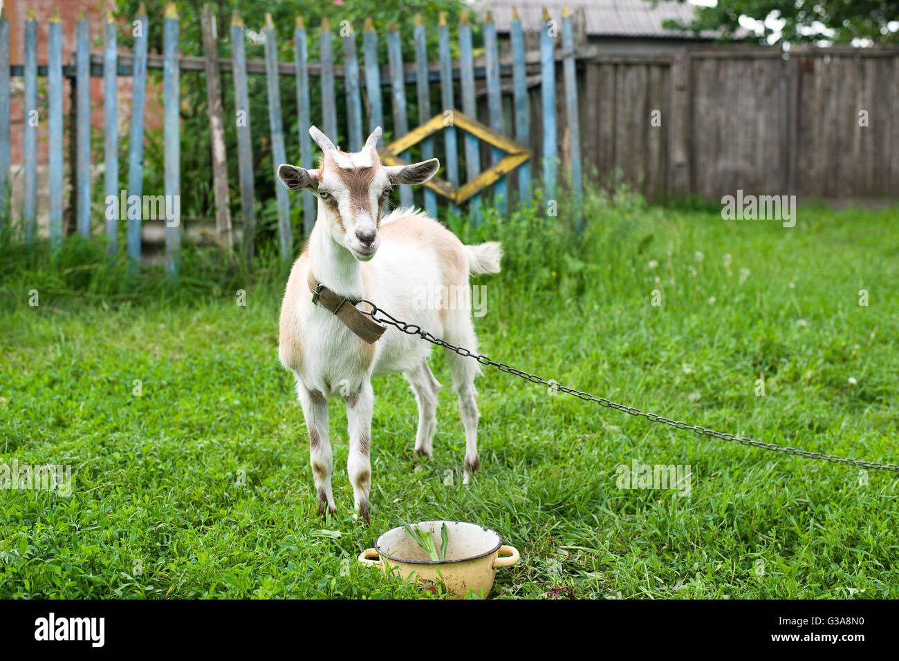 Goat on the green grass in the pasture Stock Photo - Alamy