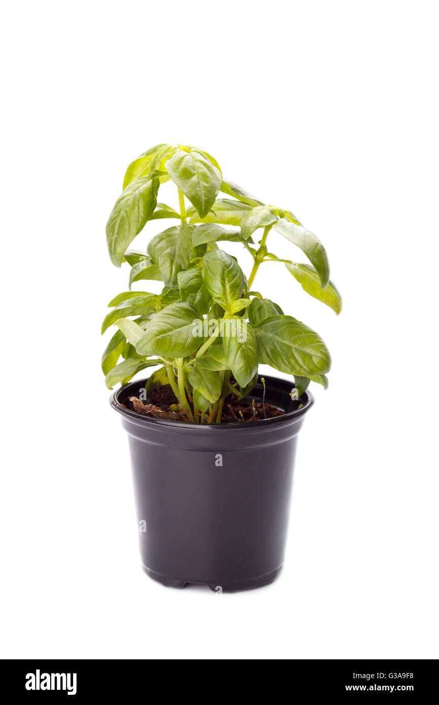 Basil in a small pot isolated on white, selective focus Stock Photo - Alamy
