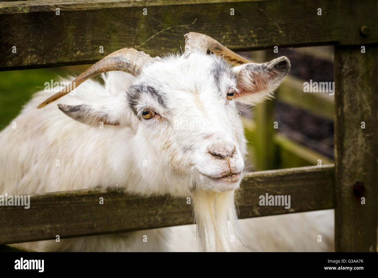Farm animal uk hi-res stock photography and images - Alamy