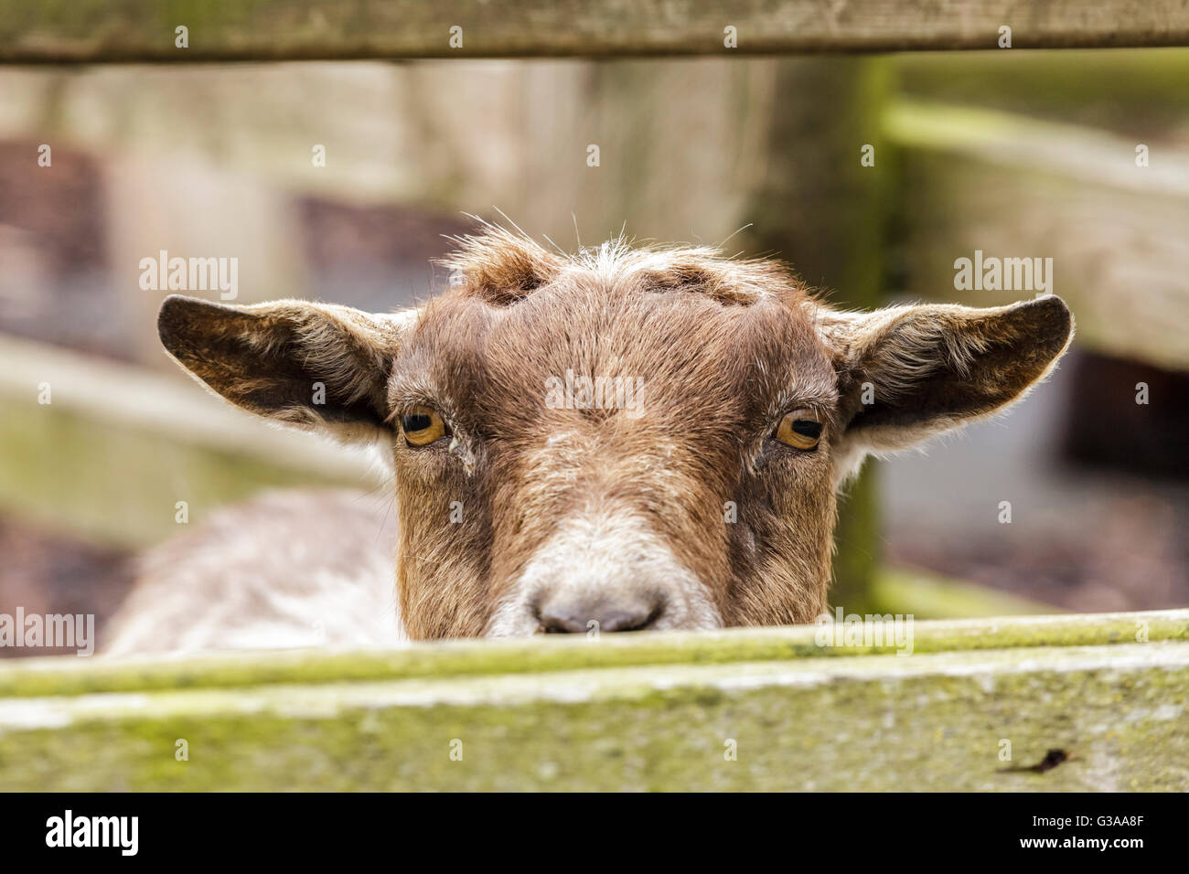Farm animal uk hi-res stock photography and images - Alamy